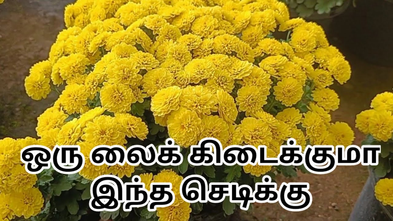 samanthi plant - YouTube