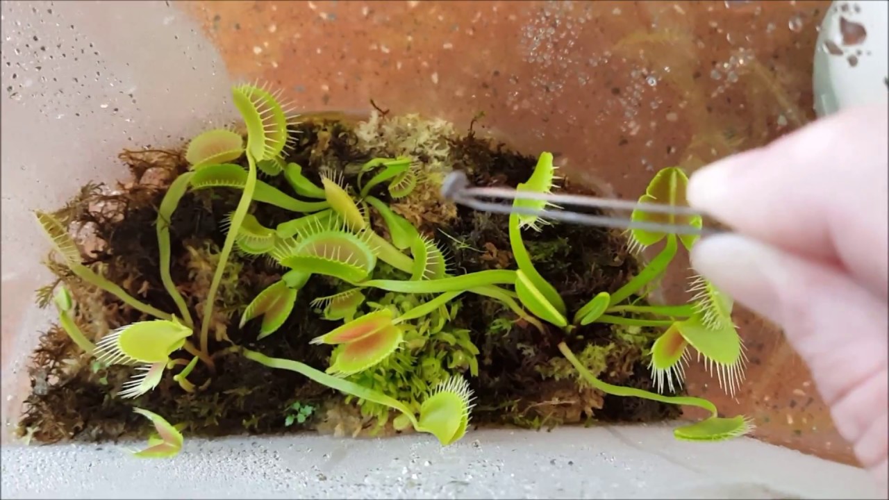 Venus Flytrap eating an intruder. Bugs are not safe here! - YouTube
