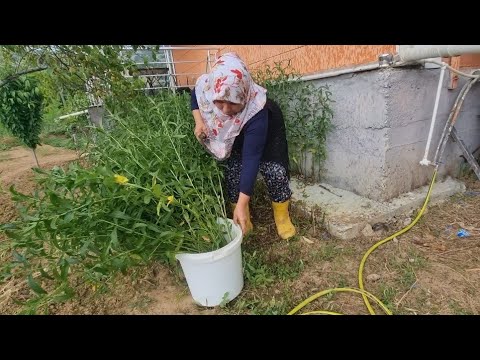 ÇİÇEK AÇMASINI BEKLEDİM KURUSU FAYDALI NANE NASIL KURUR? ÜZÜME ZARAR VERME  BAĞ FİLİZİ NASIL OLMALI 
