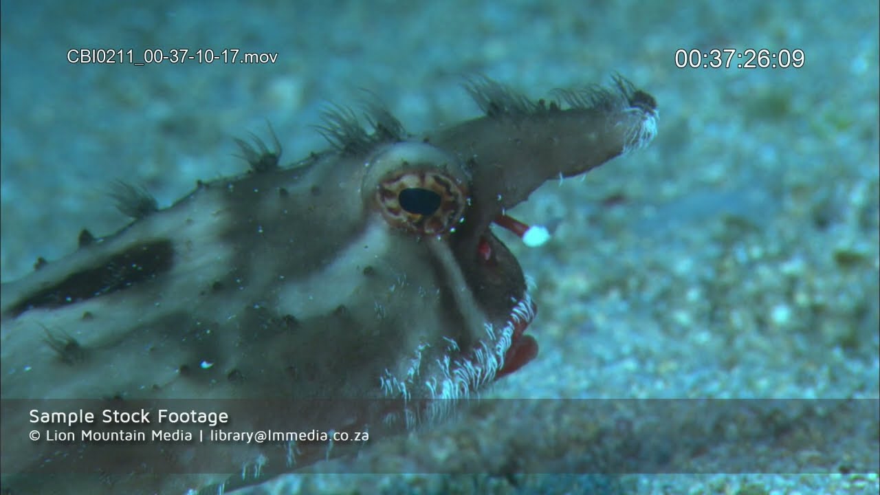 The red-lipped batfish or Galapagos batfish | HD Stock Footage - YouTube