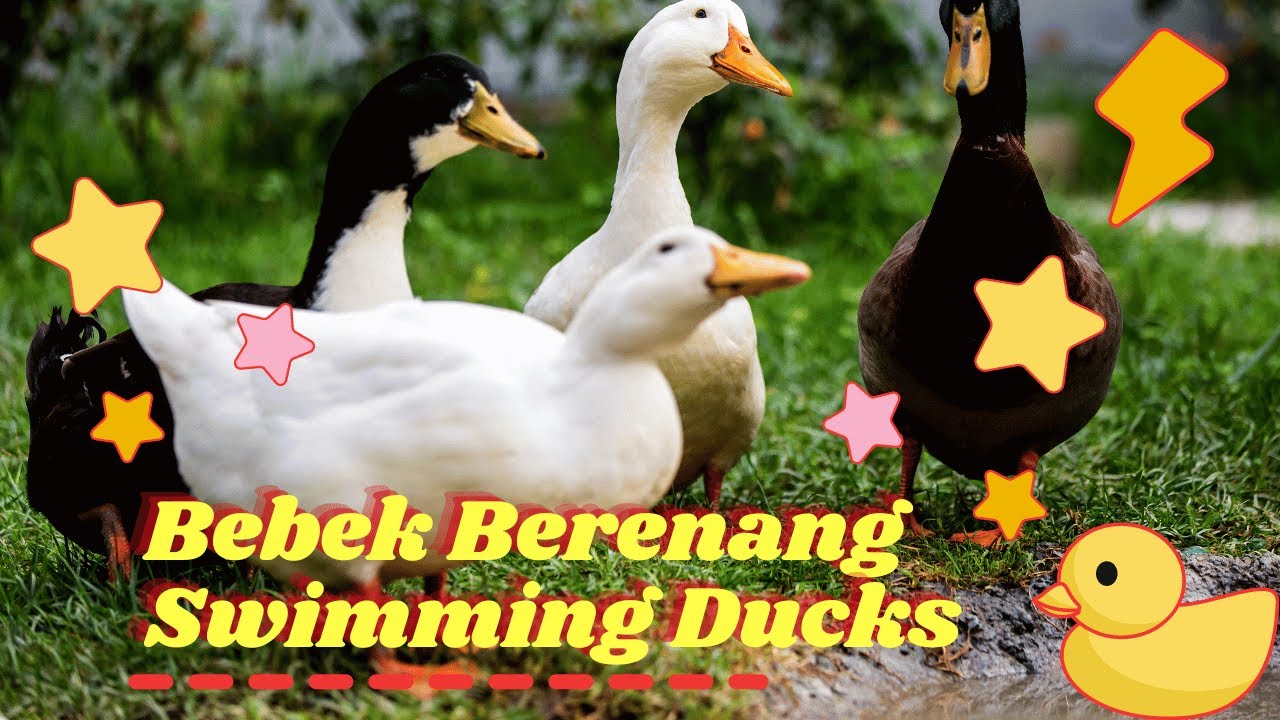 Lagu Bebek Adus Kali Versi Dangdut Koplo dan Lirik | Bebek Berenang di ...
