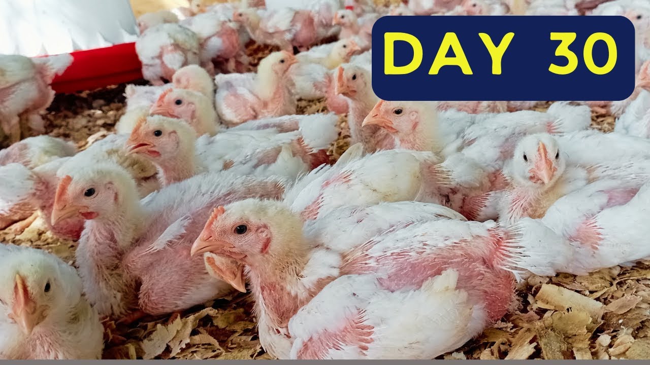 Expert Tips for Profitable Broilers Poultry Farming - YouTube