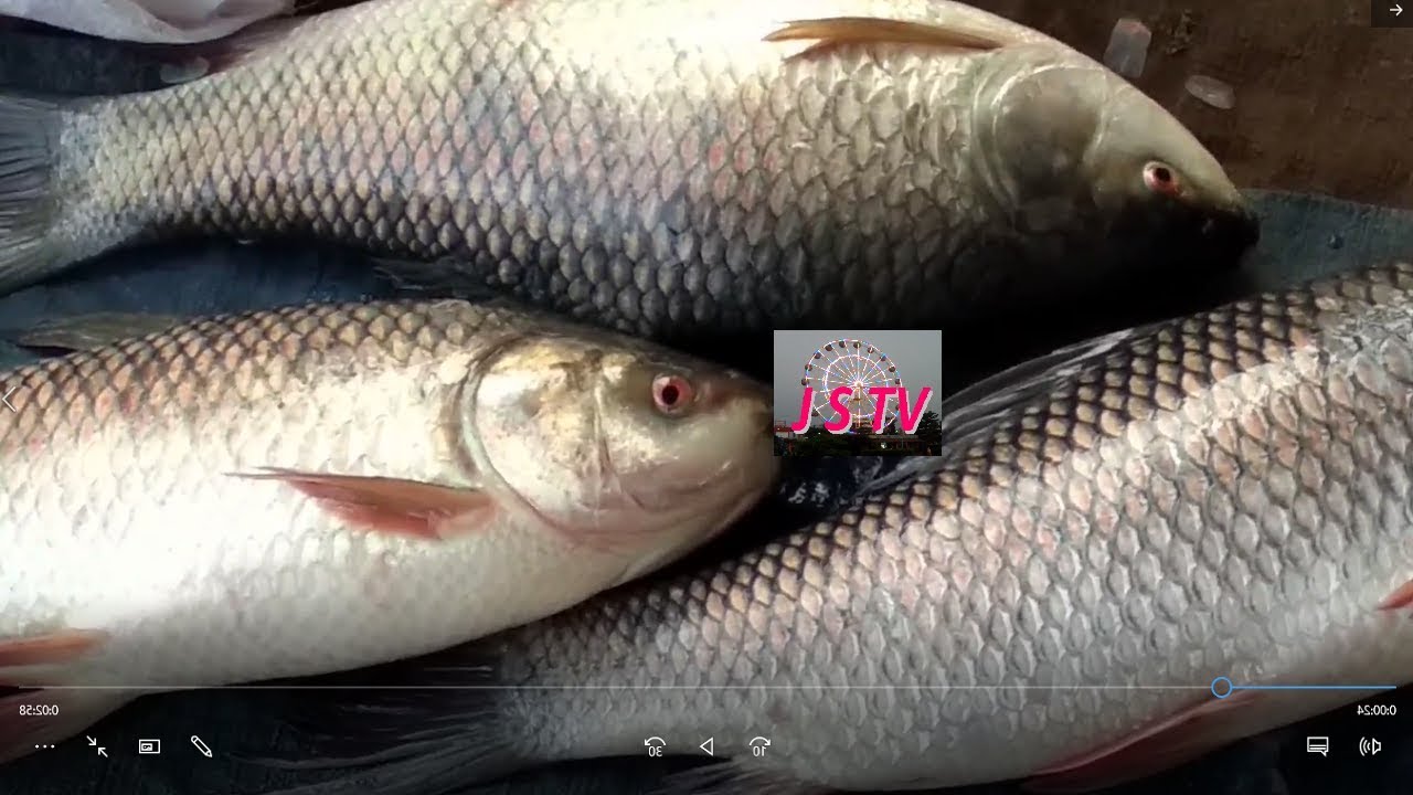 Fastest Rui Fish Cutting into Fish Market-Amazing Fish Skill - YouTube