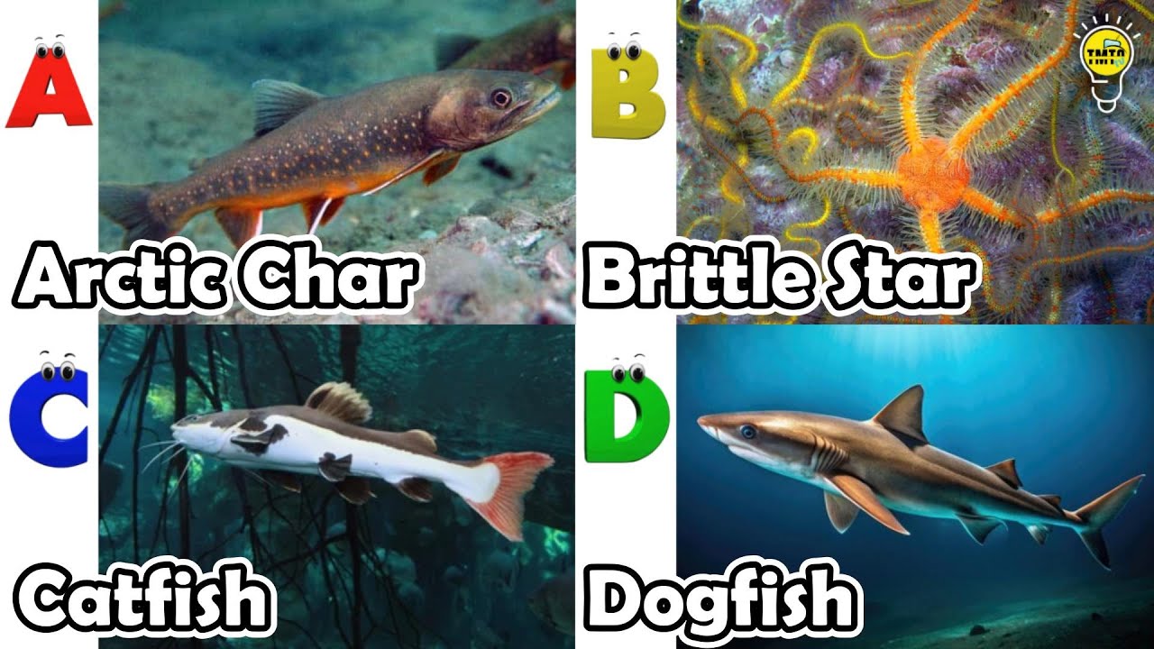 Cute ocean animals | ABC phonics animals | ABC Sea Animals song ...