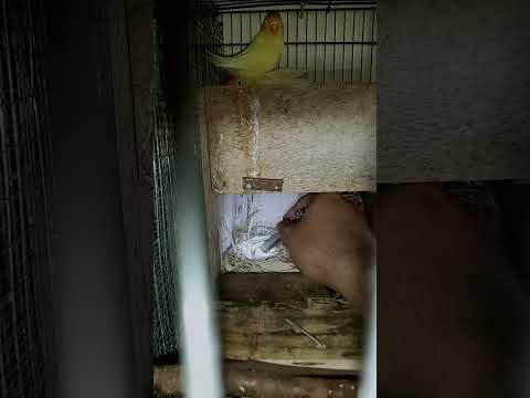 pasagan biola pb pastel split ino dan pb pastel split ino,,telor ...