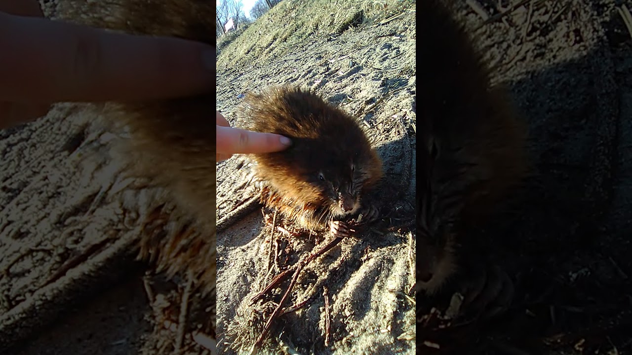 Muskrat with swollen foot let's me pet it. - YouTube