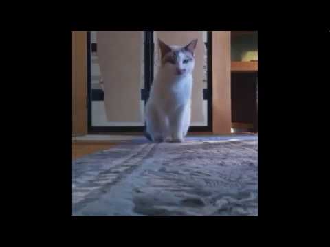 YOUTUBE TR 2017 EN KOMİK VİDEOLAR ( İZLEYİNCE ŞOK OLUCAKSINIZ)