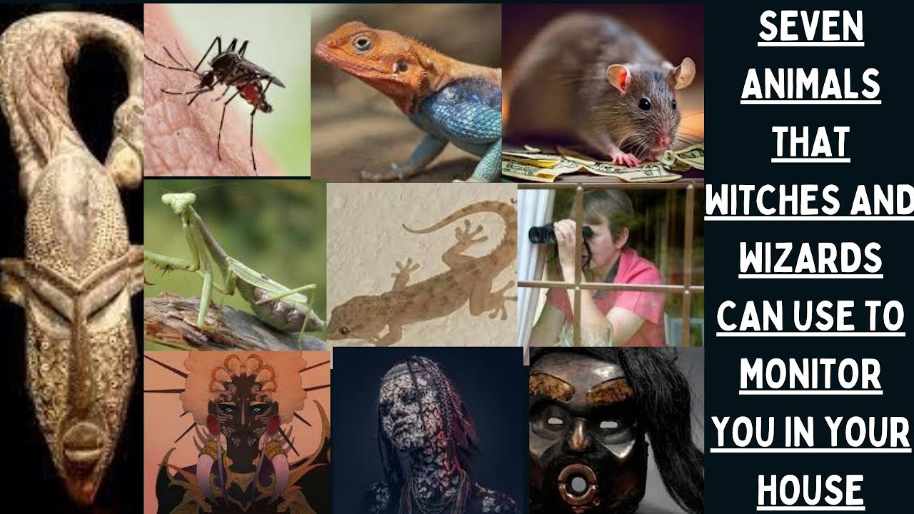 Seven Animals That Witches and Wizards Can Use to Monitor You in Your ...