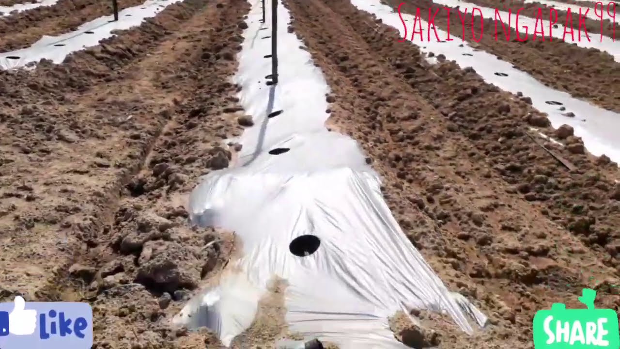 LANGKAH AWAL MEMBUAT LANJARAN||LAHAN TIMUN DI MALAYSIA - YouTube