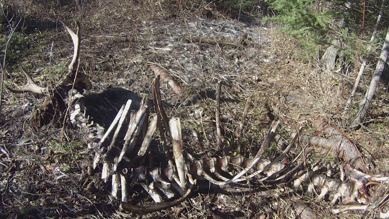 Trapping Nov.6 Setting traps Pt 2 - YouTube