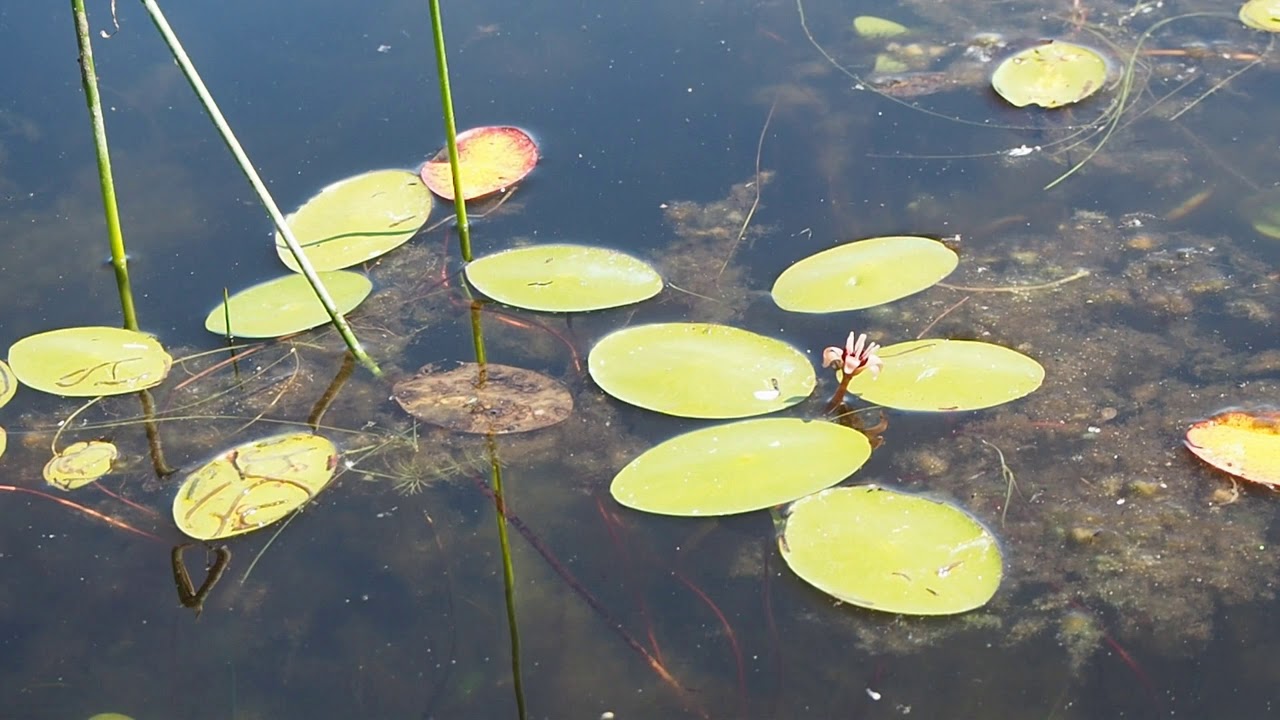 Watershield - YouTube