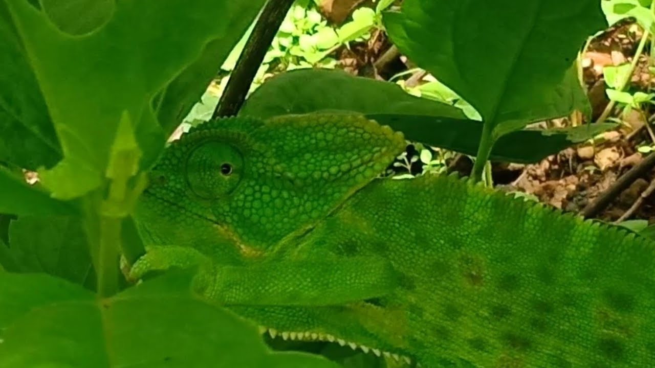 chameleon changing colour | indian chameleon | rare chameleon - YouTube