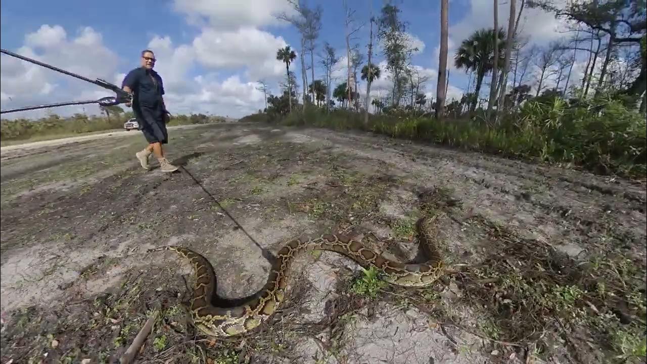 Python in Picayune Strand - YouTube