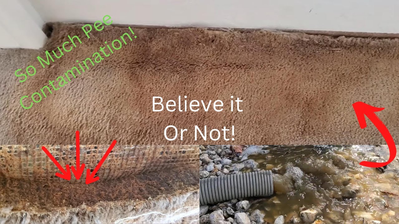 So Much Peeeeeee Contamination, Believe It Or Not! - YouTube