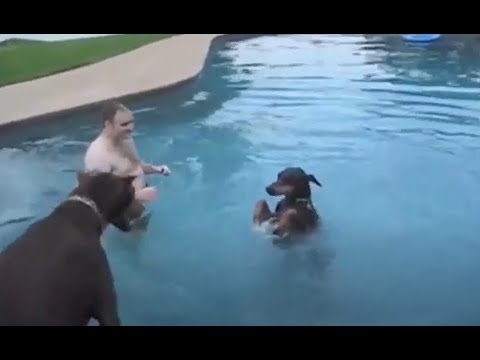 GÜLMEME CHALLANGE 2020-En Komik ve Sevimli Hayvan Failleri-Try not to LAUGH-Funny Pet Fails(EN ZOR)