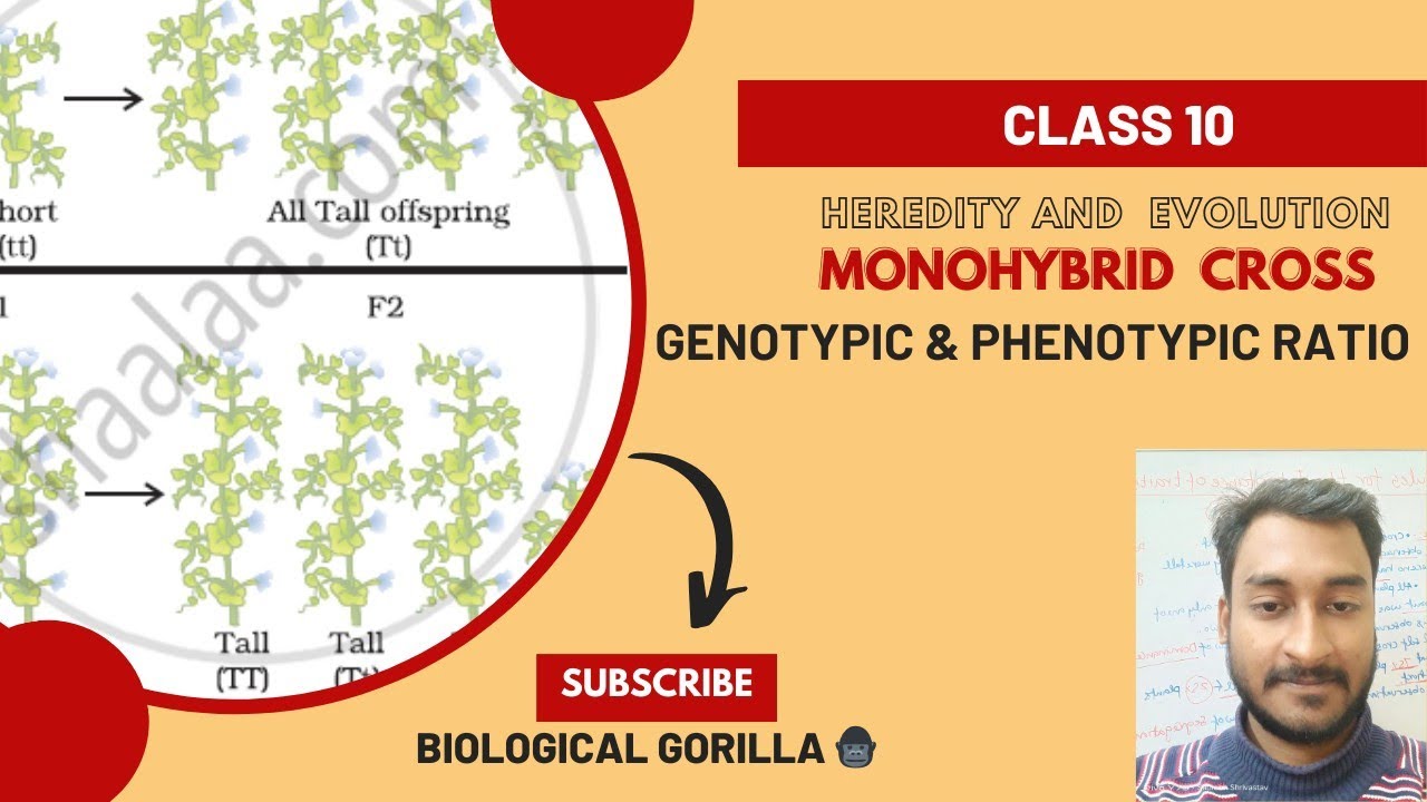 MONOHYBRID CROSS||GENOTYPIC & PHENOTYPIC RATIO|| #knowledge#easy # ...