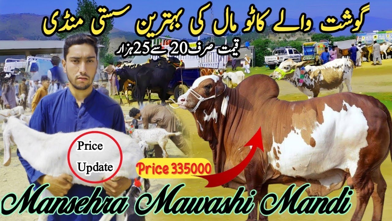 Mansehra Mawashi Mandi Latest Price Update 2025, August 12,2024 ...