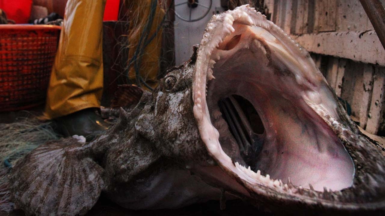 Top 5 Scary Creatures Fisherman Discovered At Sea - YouTube