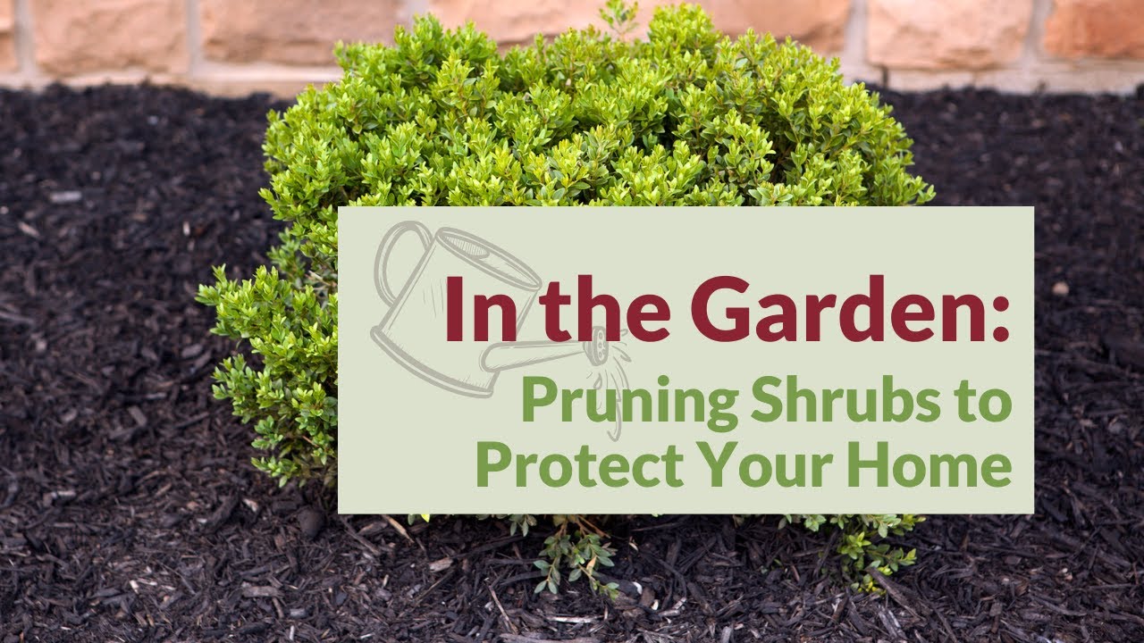 In the Garden: Pruning Shrubs to Protect Your Home - YouTube