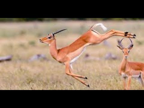 Nº 54 - ESTUDO RÁPIDO 01 CT 2:7 pelas gazelas e corças do campo, que ...