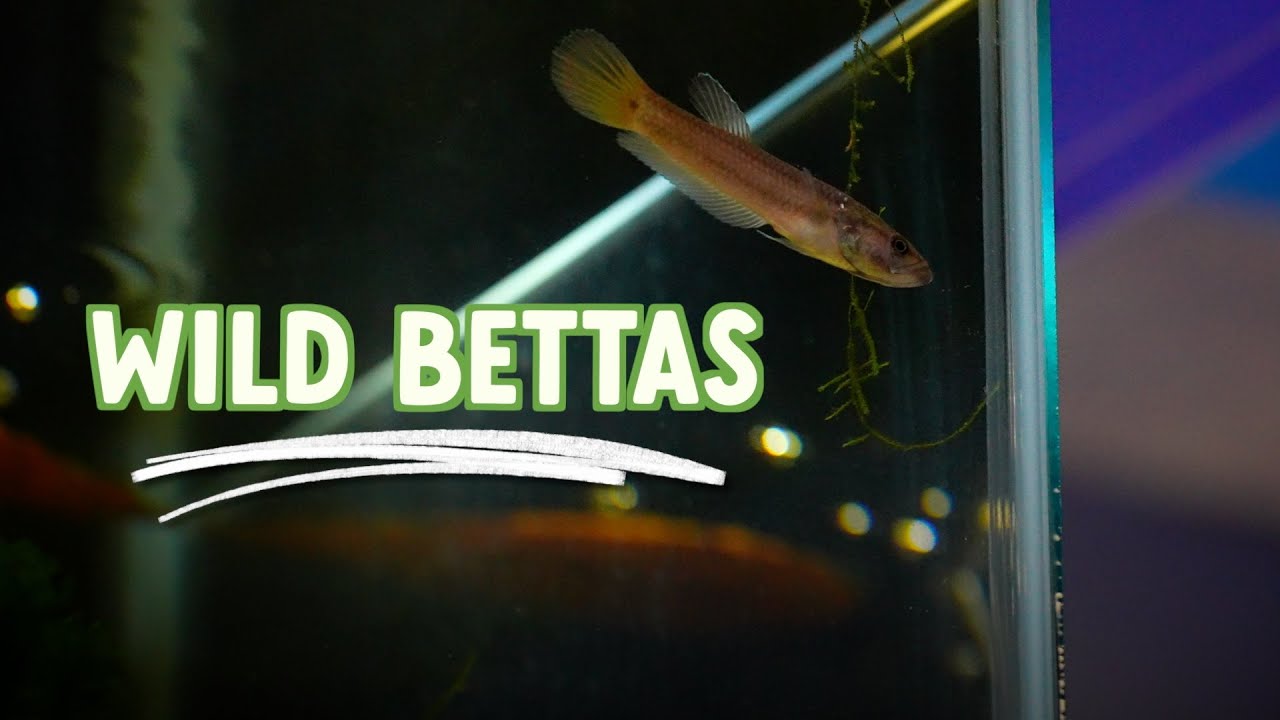 BUDGET FRIENDLY TIPS TO SET UP & CARE FOR WILD BETTAS - YouTube