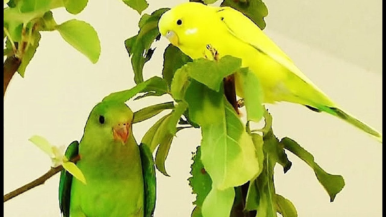 Parakeets chirping and singing 🎶 Budgie Sounds - BUDGIES CHIRPING ...
