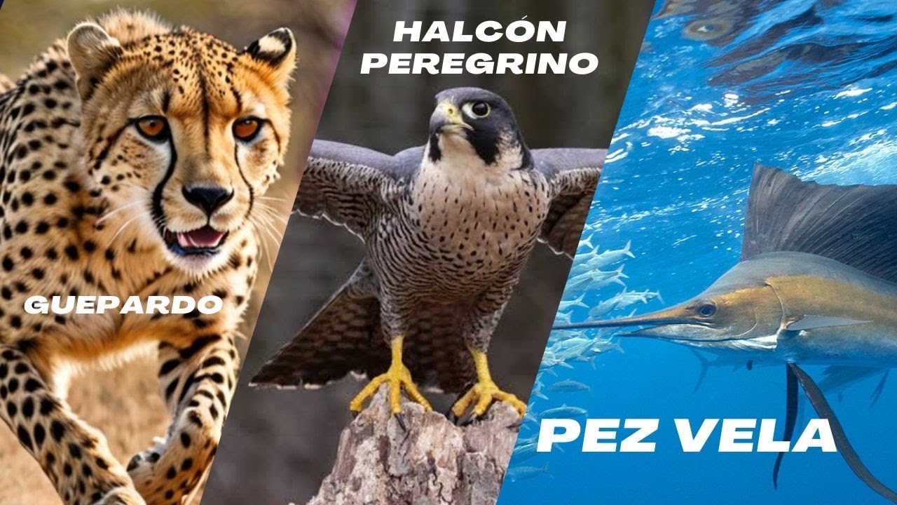 ¿Cuáles son los 3 animales más rápidos del mundo? - YouTube