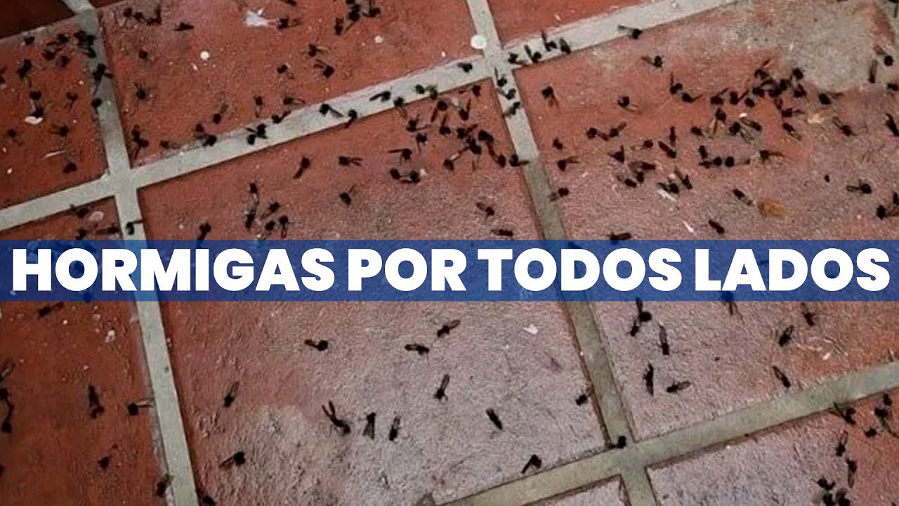 INVASIÓN DE HORMIGAS VOLADORAS ¿A qué se debe este fenómeno? - YouTube