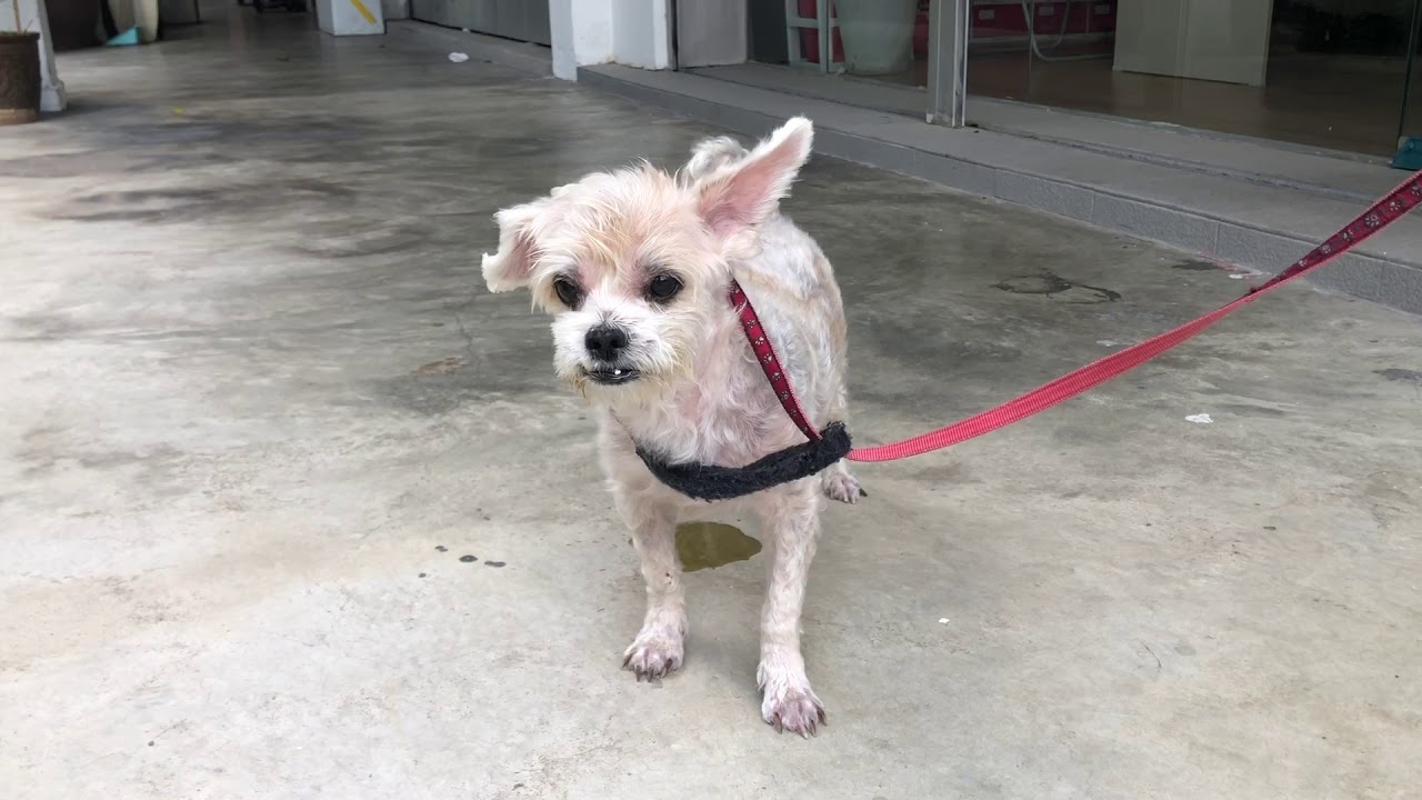 Final Video: An old dog has recurrent difficulty in urination - dysuria ...