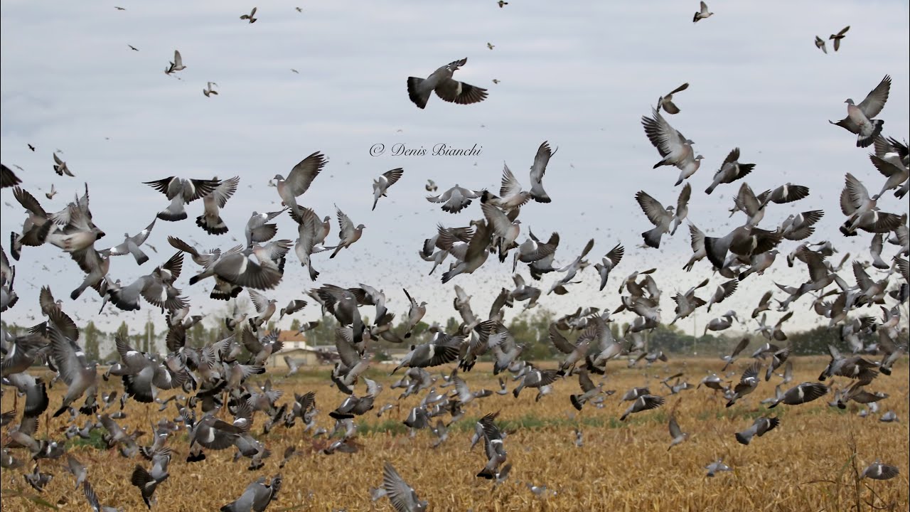 Palombes migration post nuptiale 2023 escale au Bois de Mesola vidéo ...