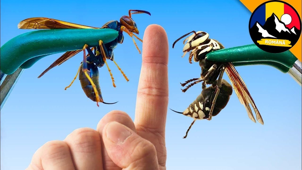 Intepat de DOUA ORI! Viespă de hârtie vs hornet! Intepaturi de insecte ...