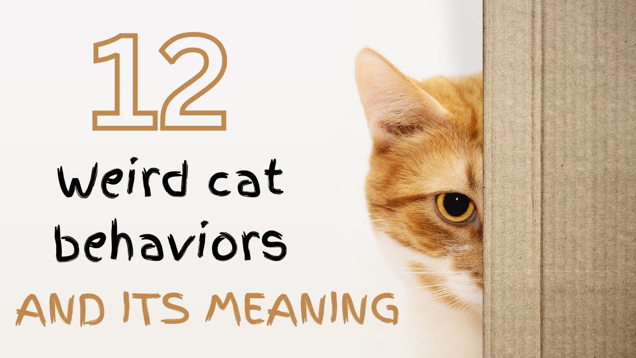 Weird cat behaviors and its meaning - YouTube