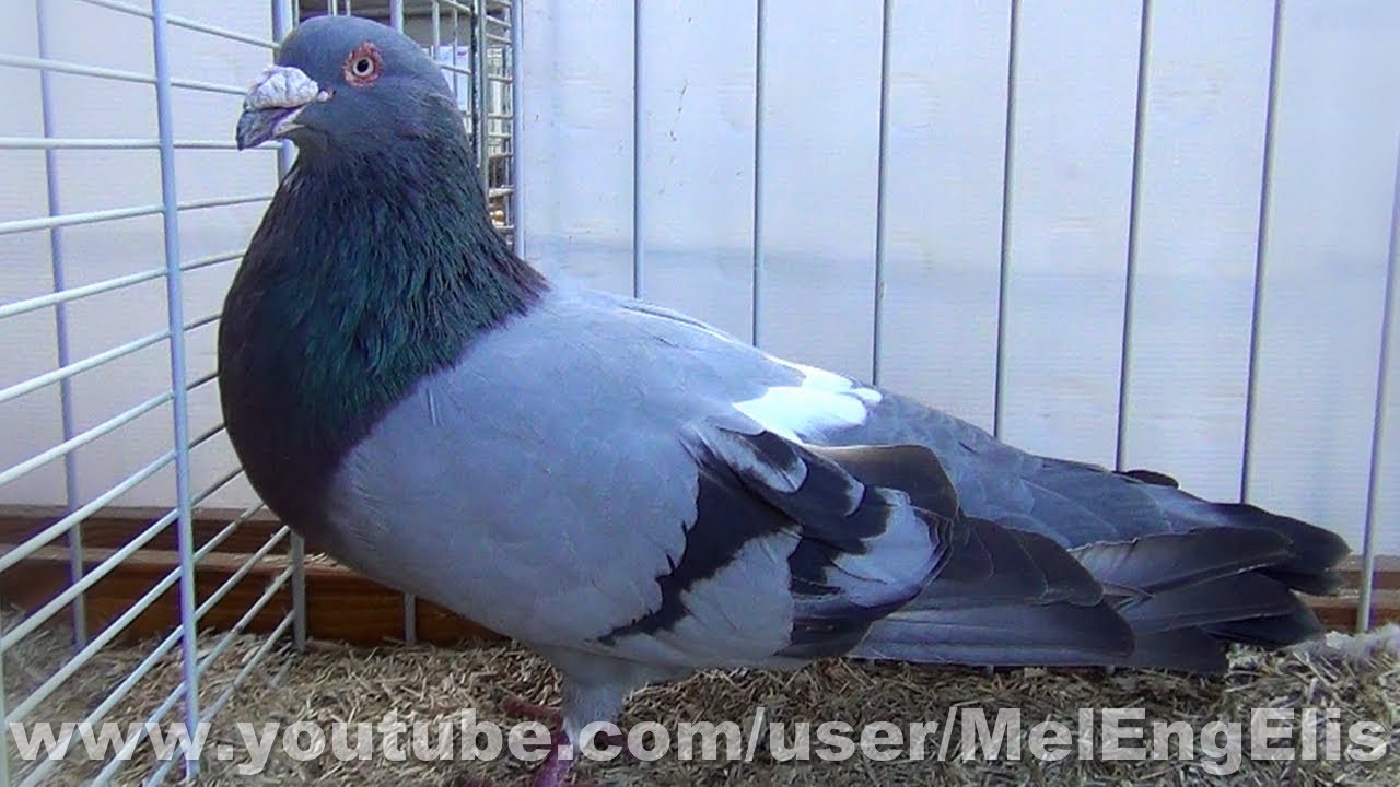 Romain Bleu Barré - Runt Pigeon - Römer Taube - Romano - YouTube