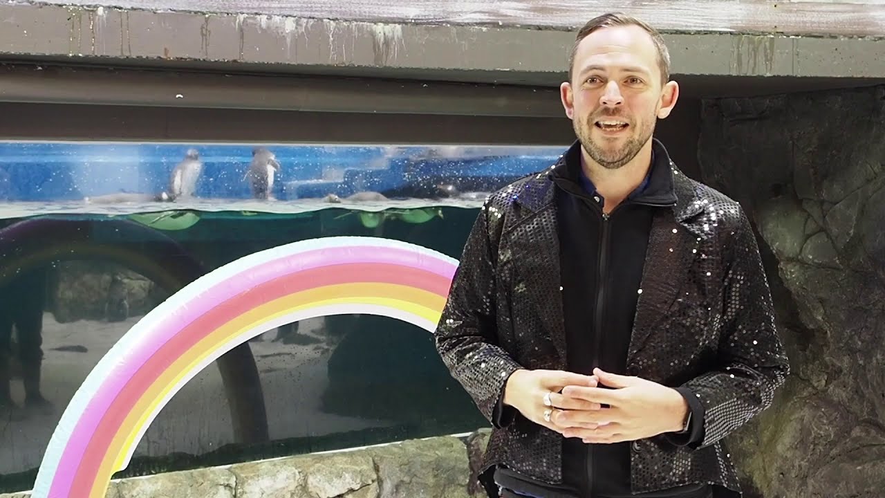 Remembering Sphen: Gay penguin dies at Sea Life Sydney Aquarium