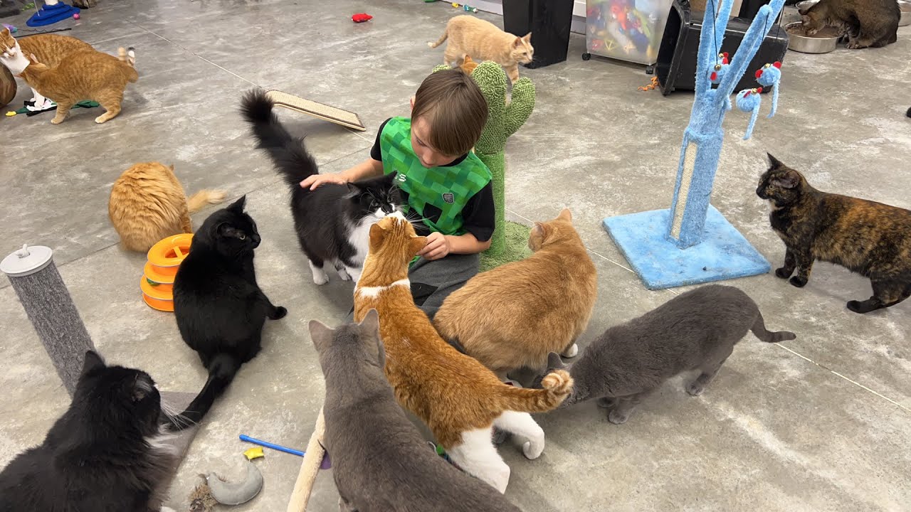 How did Furball begin? Find out here! 😻😻 - YouTube