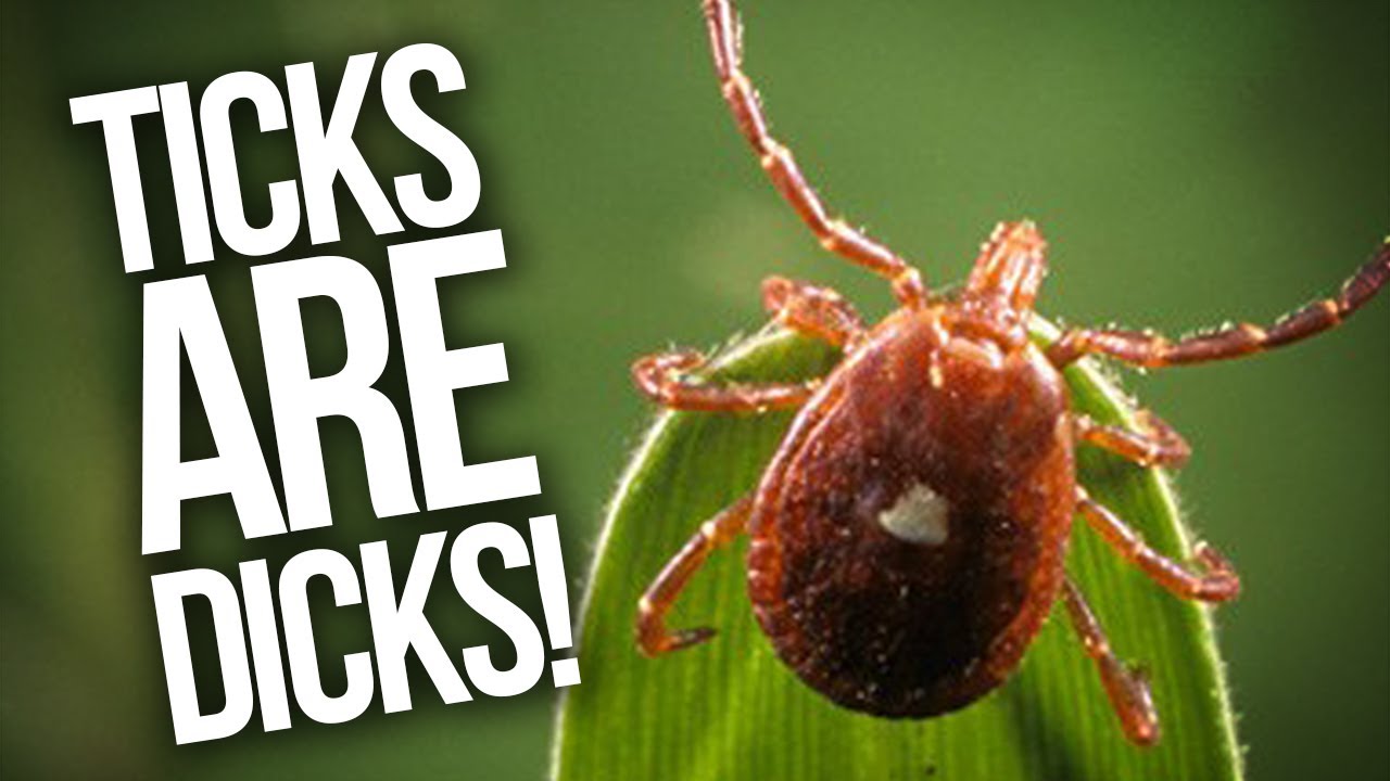 This Bug's Bite Will Make You ALLERGIC TO RED MEAT - YouTube