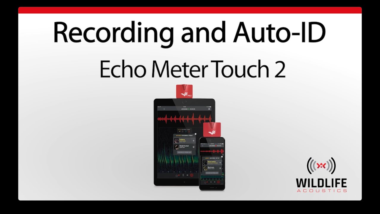 Echo Meter Touch 2 #4: Recording and Auto-ID | Record Bat Sounds - YouTube