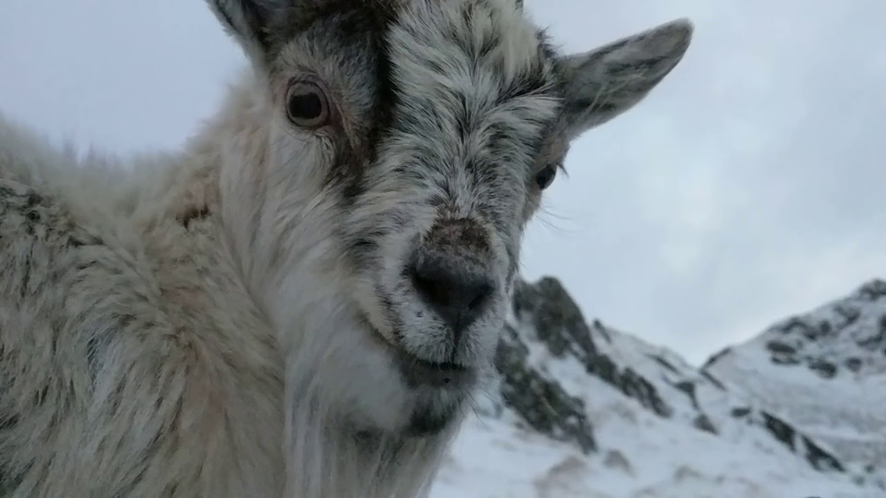Wild goats on Snowdon - YouTube