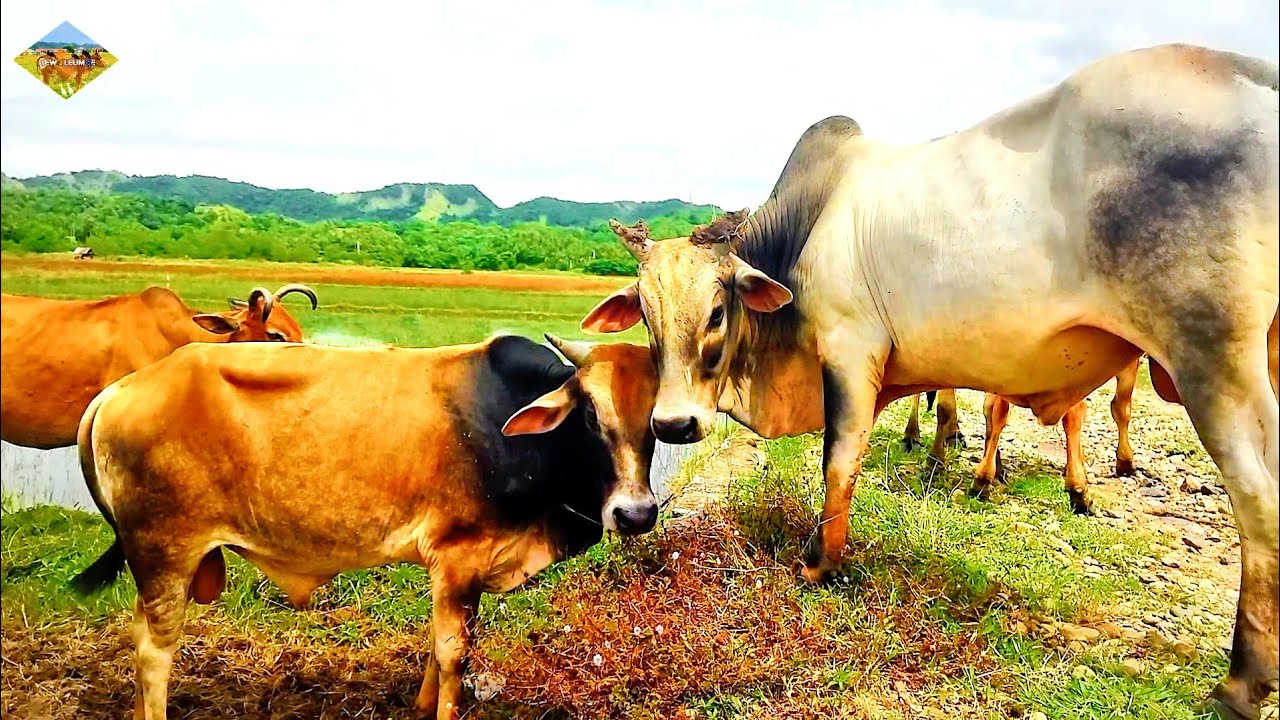 Segerombolan lembu sapi jinak sapi menyusui anaknya di ladang,sapi ...