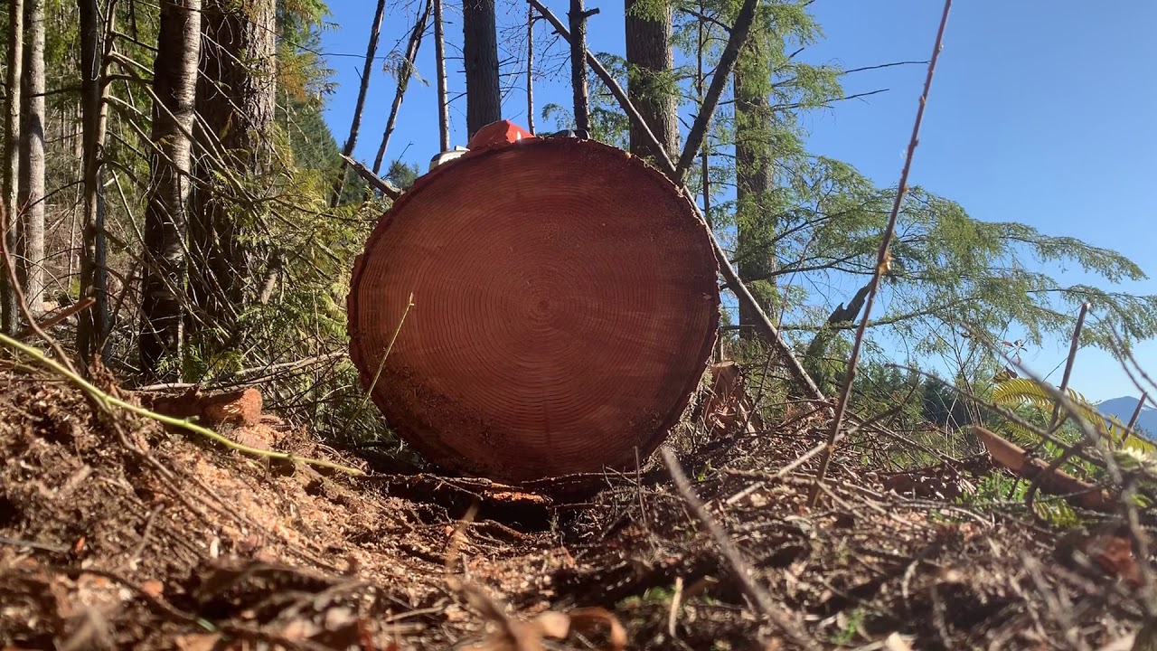 STIHL MS362 C Chainsaw. 25” bar and full house chain. - YouTube