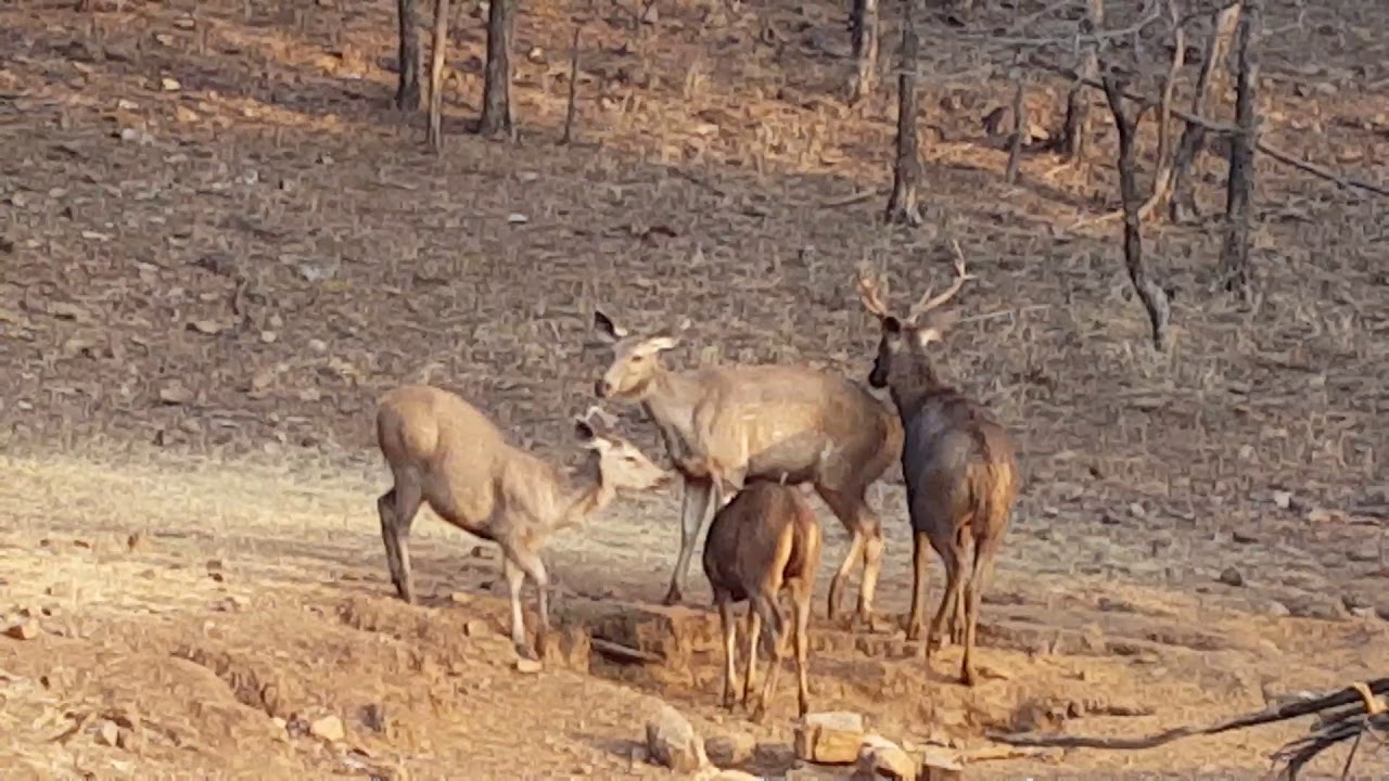 Mating sambar dear in zone 4 at Ranthambhore national park - YouTube