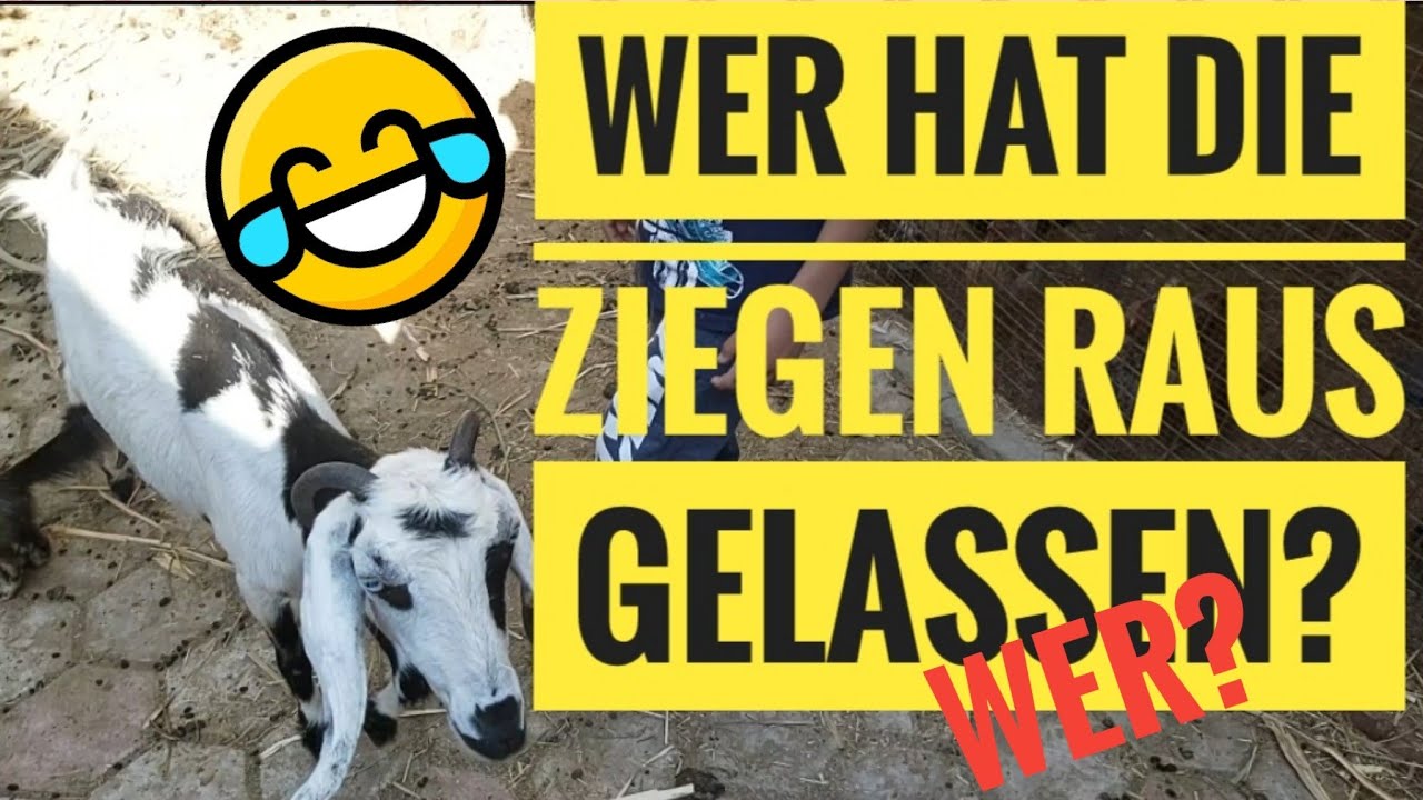 Who let the goats out? #diedeutscheamnil #ägyptenvlogfamilie - YouTube