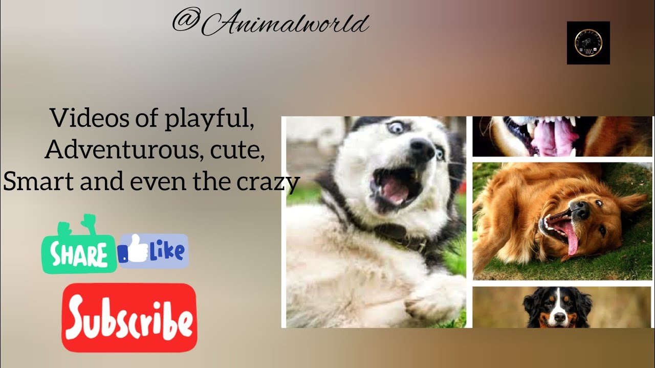 videos of playful, Adventurous, cute, smart and even the crazy dogs ☺️ ...
