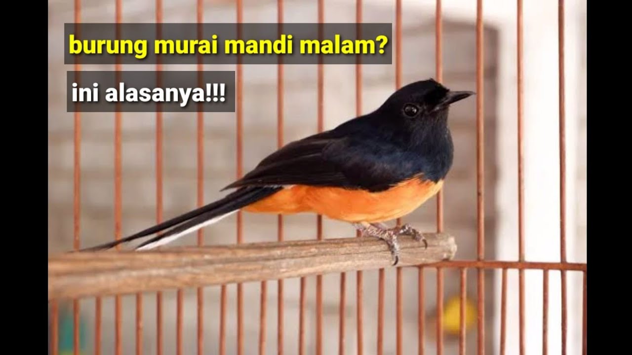 mandi-malam-murai-batu-agar-tidak-over-birahi-youtube