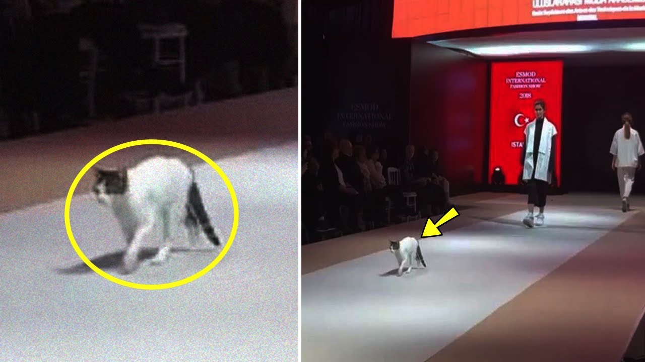 The Best Fashion Show Crasher Ever is This ANGRY Cat! - YouTube