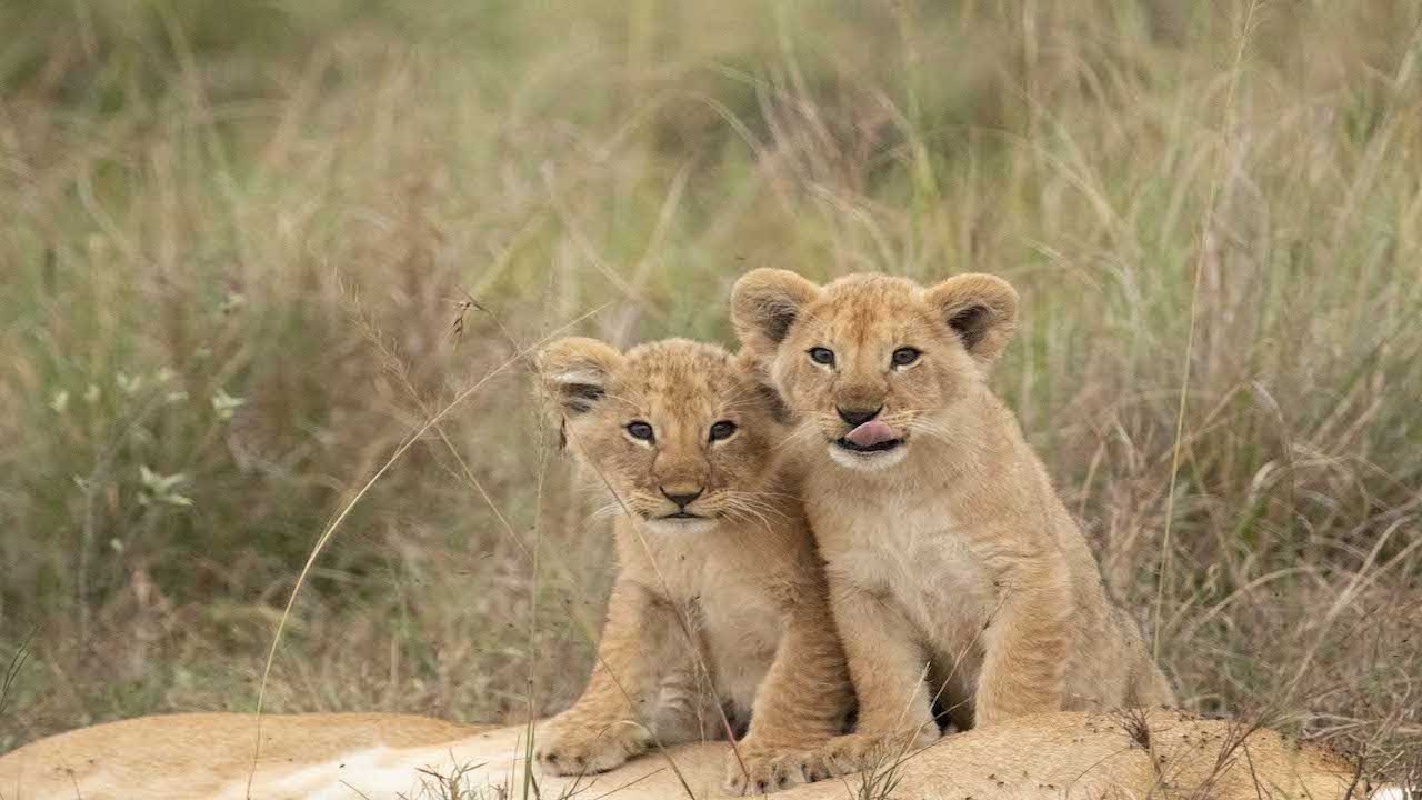 Lion cubs suckling and playing on their Mom's tummy - YouTube