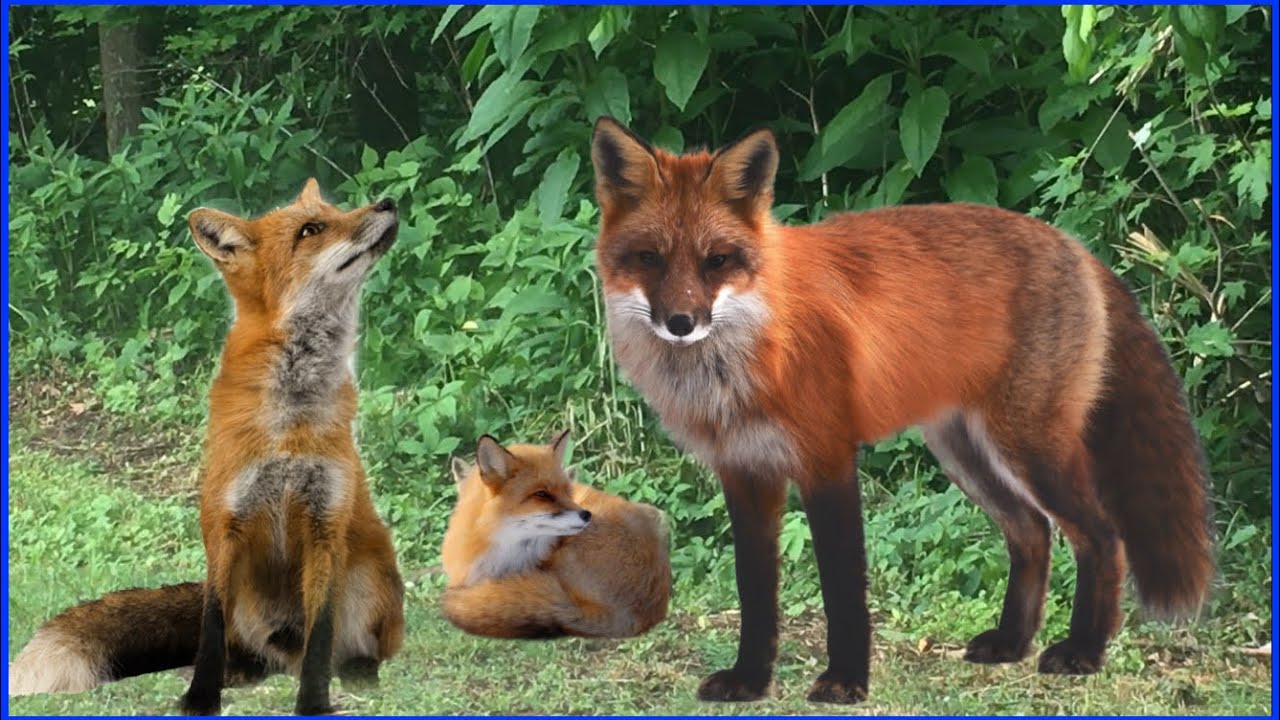 MY FIRST TIME SEEING REAL FOXES (5/19/24) - YouTube