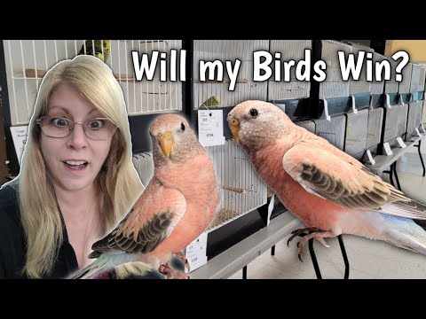 My Young Bourke Parakeets Competed In A Juvenile Bird Show! - YouTube