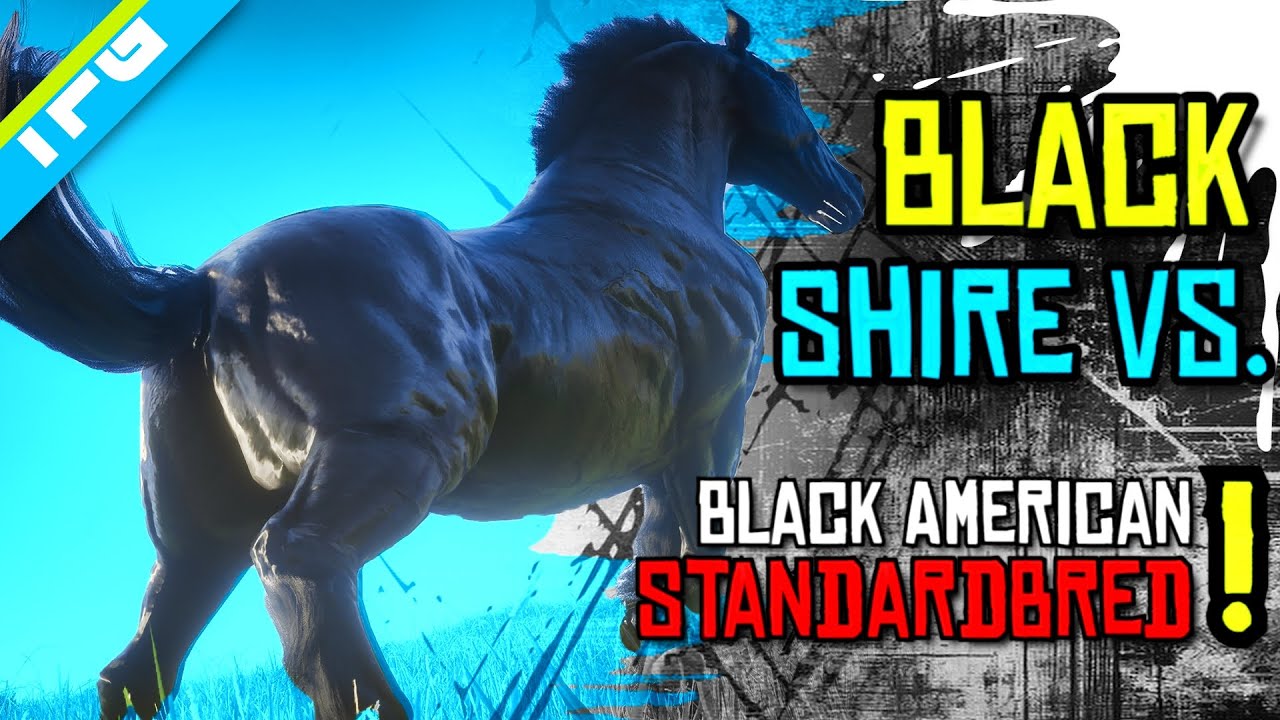 Black Stallions Race: Black American Standardbred vs. Raven Black Shire ...