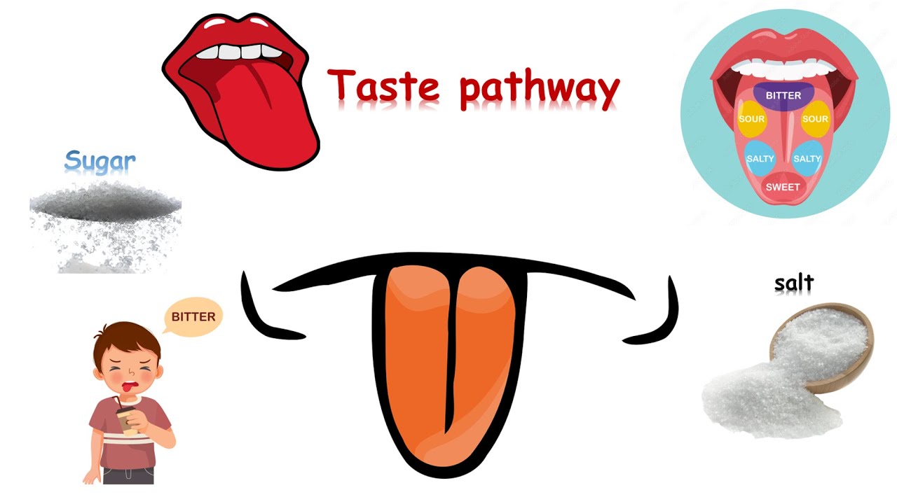 شرح taste pathway - YouTube